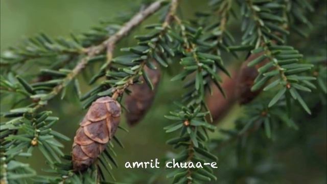 Ardaas Bhai. Красивая мантра