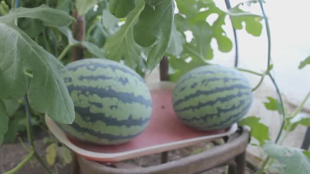 Арбузы и дыни в теплице. Часть 11. (11.07.21)