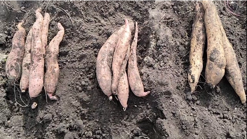 Урожай батата в  экспериментальном  ряду без укрытия  22 сентября 2022 г