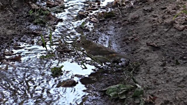 Птенец зарянки купается