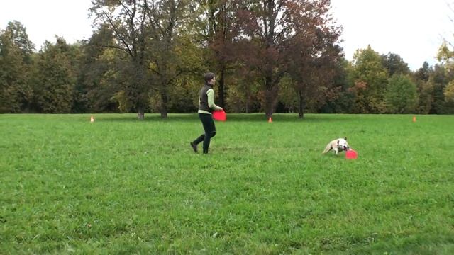 Чемпионат России. Фризби-Фристайл. Татьяна и АПБТ Соня..mp4