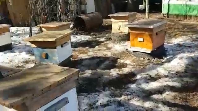 Пчелы встречают весну. Первый облет.