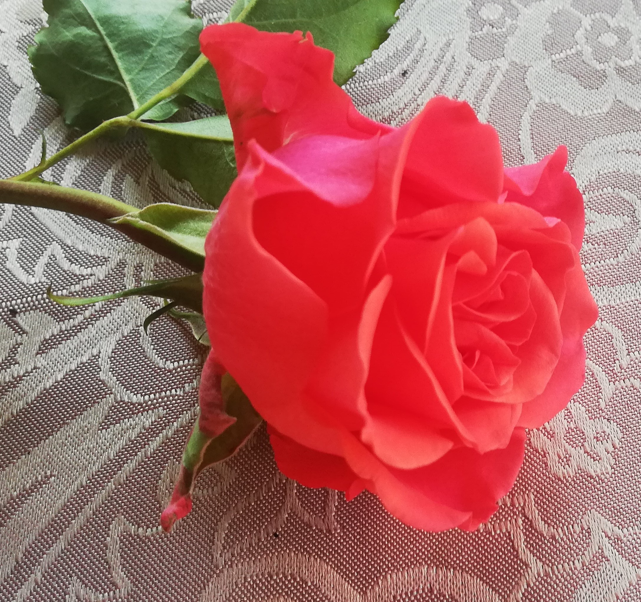 С ТАТЬЯНИНЫМ ДНЁМ!