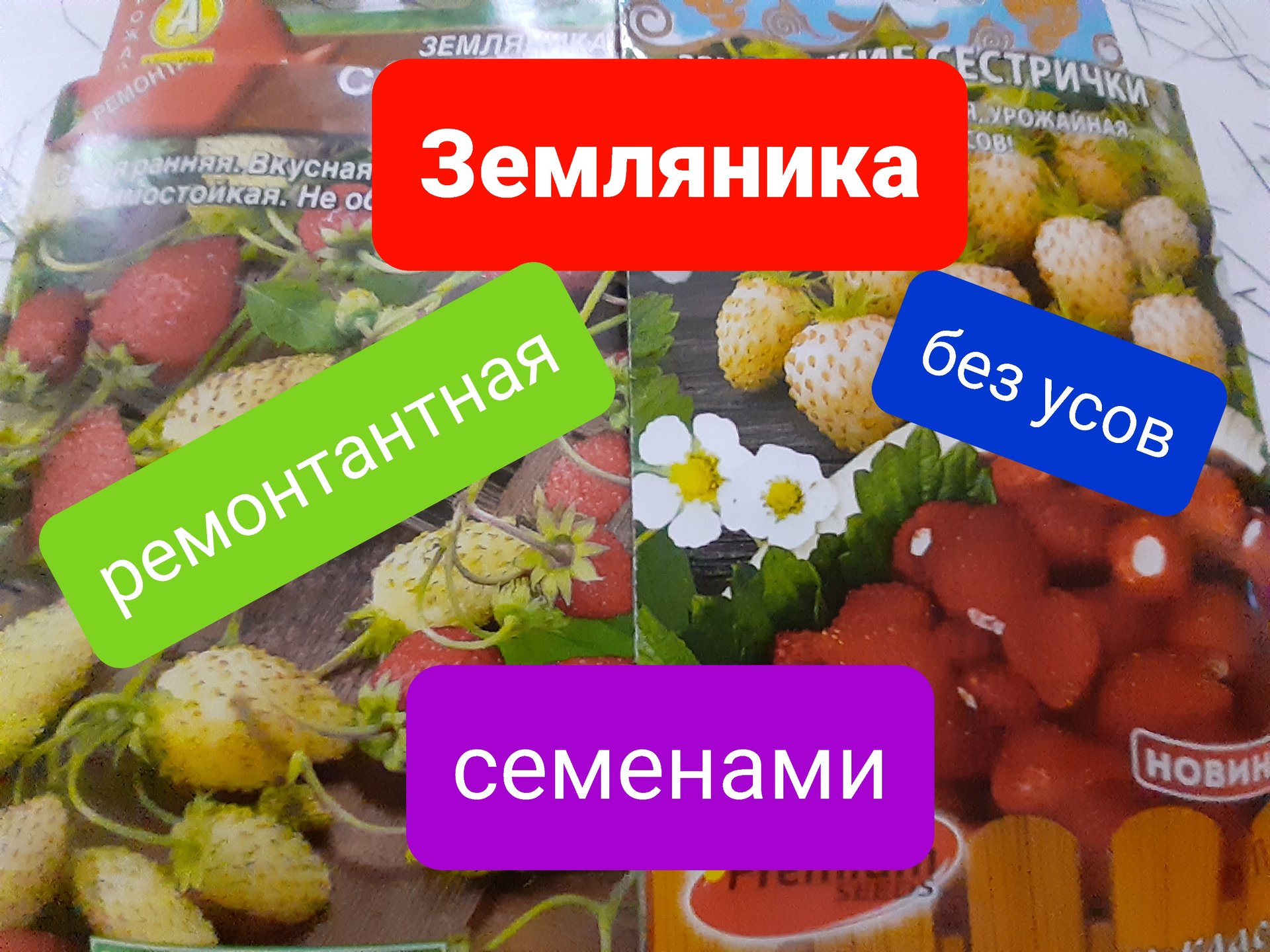 Земляника без усов ремонтантная. Посев семенами.