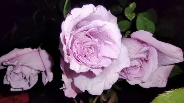 "Голубые" розы