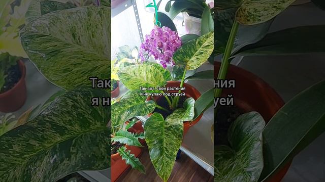 Как купаю растения, если в горшках нет дырочек?💦 #цветы #растения #уход #содержание #shorts