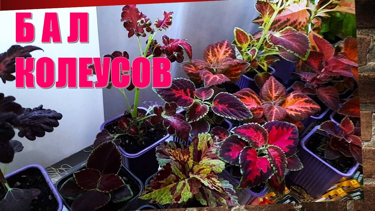 Бал колеусов. Обзор 17 сортов саженцев и семян.