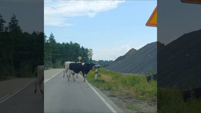Бычьё на дорогах Калининграда