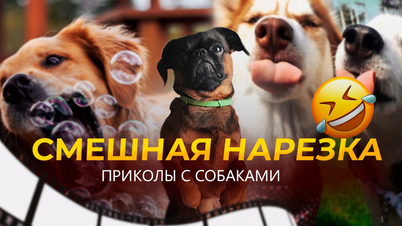 Лучшая нарезка из тик тока. Пти-брабансон