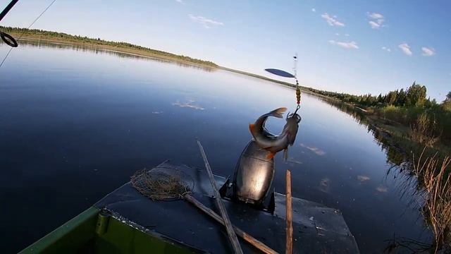 моменты улова рыбы за июнь 2022 которое не вошло в видео