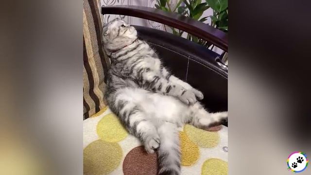 Забавные питомцы #79