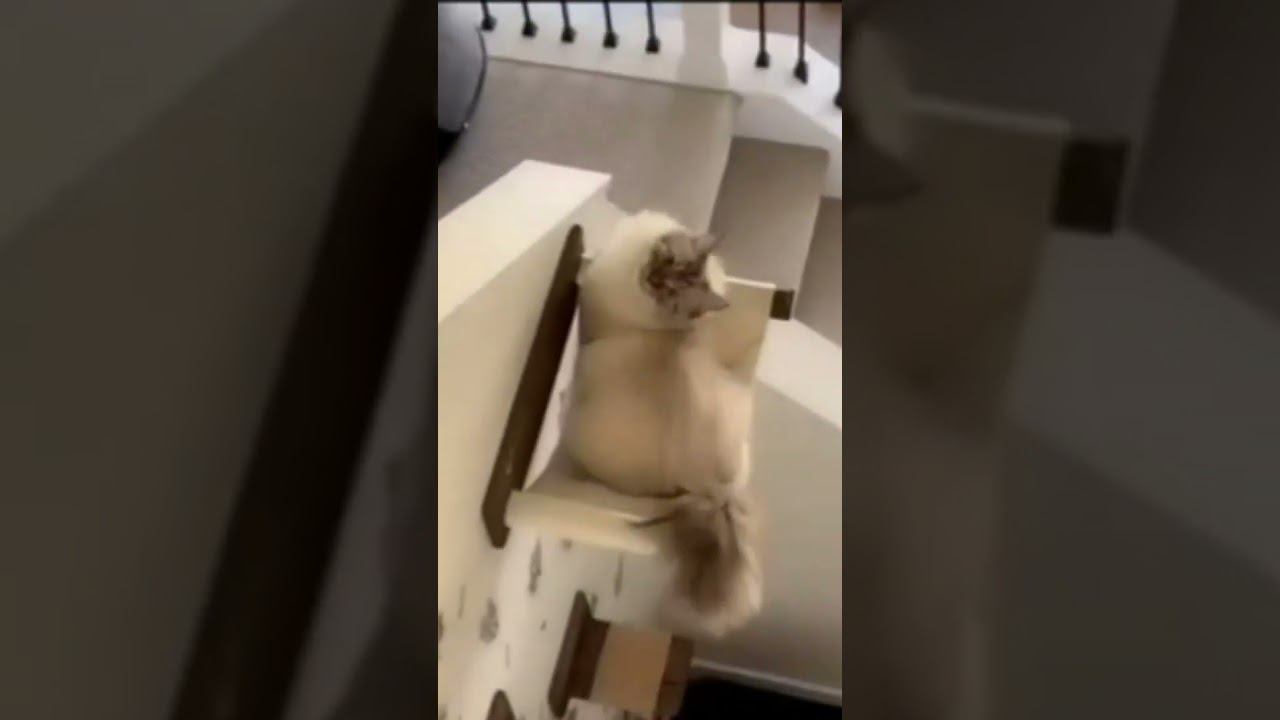 Смешные животные/ Ой...а что это? #shorts #животные #кошки #собаки  #животные