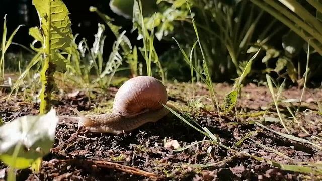 Улитка 600 миллионов лет неспешного пути