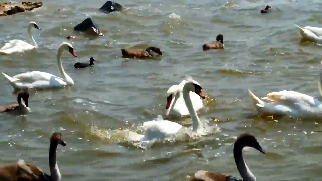 Отдых в Евпатории | Лебединое озеро  Сасык-Сиваш