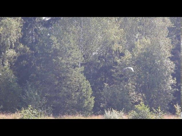 Птицы на Волге