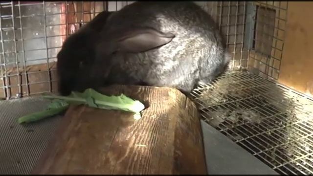 Кролики шед ч1