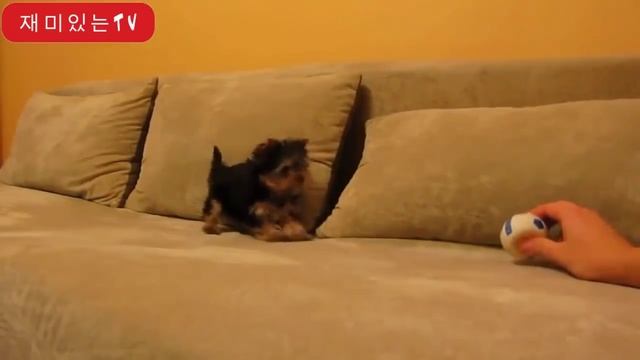 Голоса собак