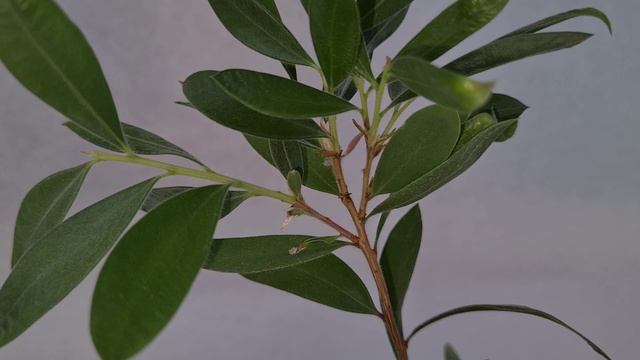 Каллистемон 3