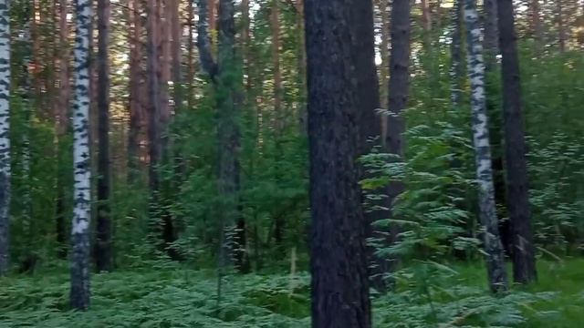 Вечерняя прогулка по лесу//Тихая охота