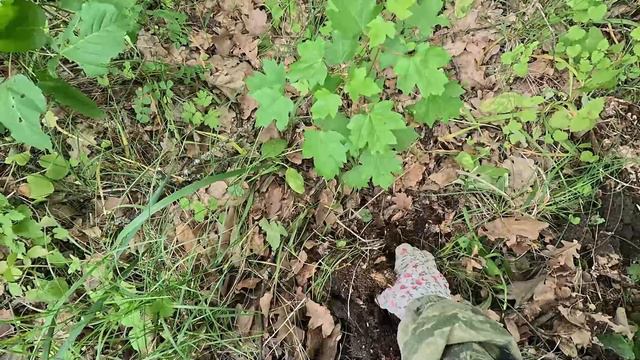 Коп на перегрузе. Полчаса и домой...Кабаны.