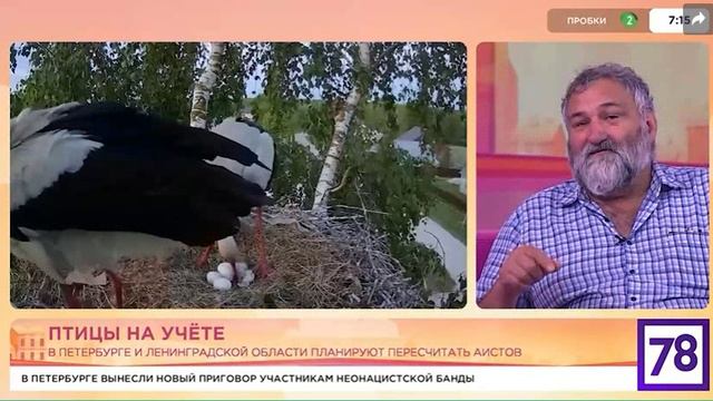 Владимир Романов в прямом эфире об аистах в прямом эфире в программе утро.