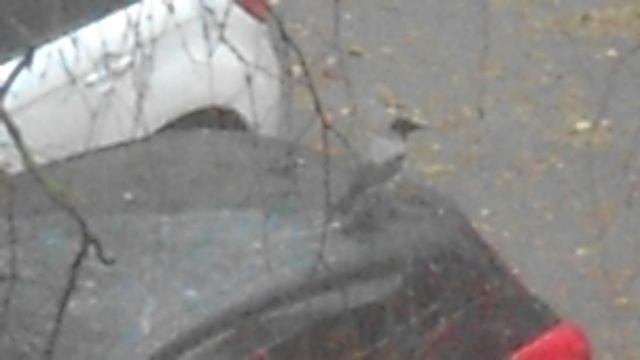 Ворона на крыше автомобиля 12545654 DSCN4921