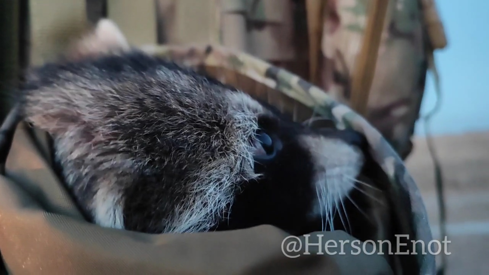 Даже в разведке мне уютно и тепло. Меня берегут мои полосатые отважные друзья. Ваш Енот из Херсона