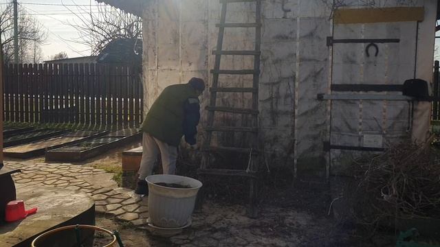 девичий виноград