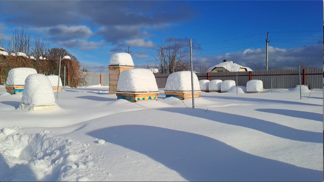 Обстановка на пасеке 5 февраля 2024 г.