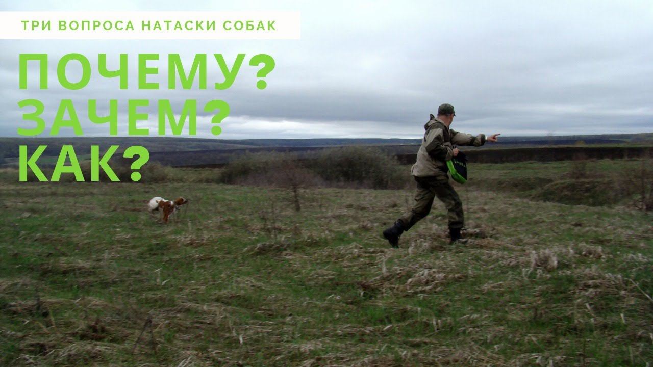 Прямой эфир - "Три вопроса натаски собак"