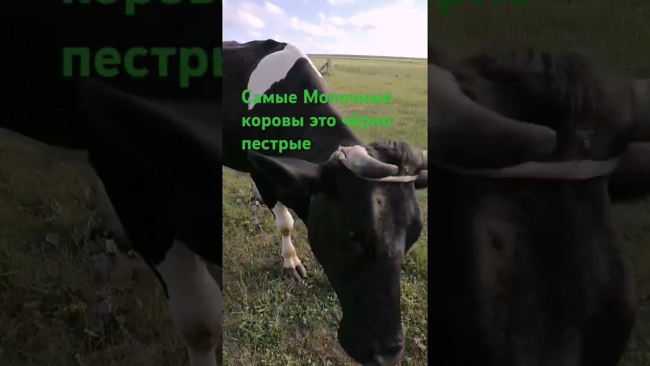 Самые молочные коровы, это черно пёстрые.