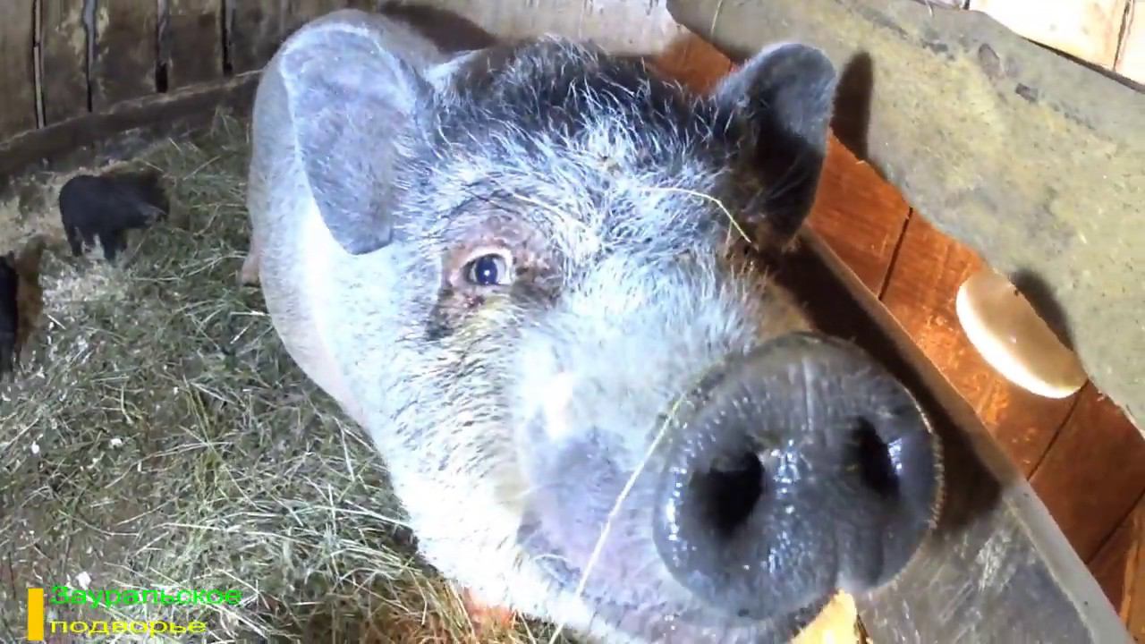 Шок прошел/ Поросята колобки /Деревенская жизнь