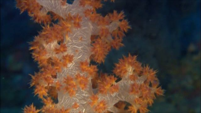 Сплав 2015. Белое море. Подводный мир