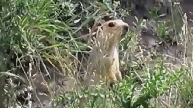 Крик суслика предупреждение об опасность