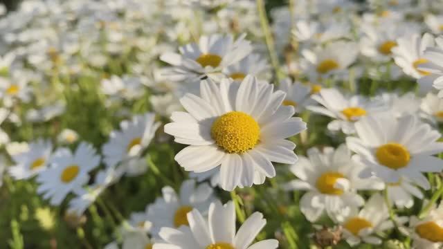 Нежная лечебная музыка для души и нервной системы Инструментальная красивая музыка Релакс