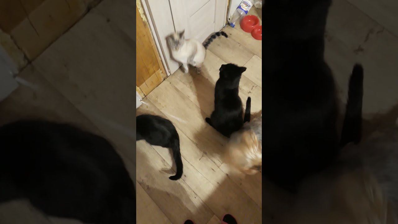 Куда вперед лезешь?!#Shorts