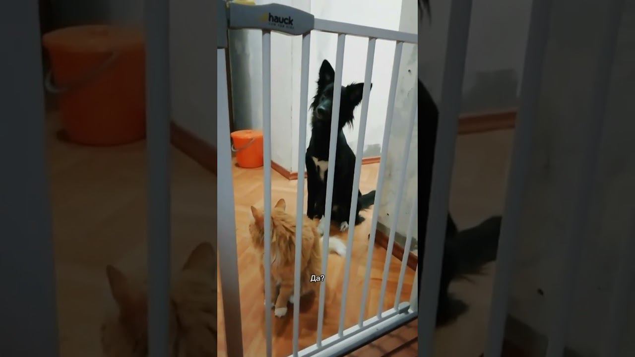 Айка и Персик зовут кушать🐱🐶