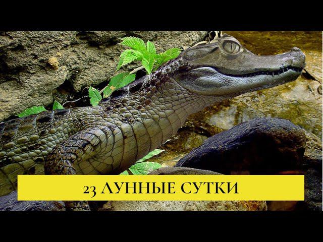 23 ЛУННЫЕ СУТКИ