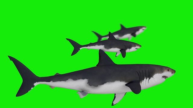 Хромакей! Акулы