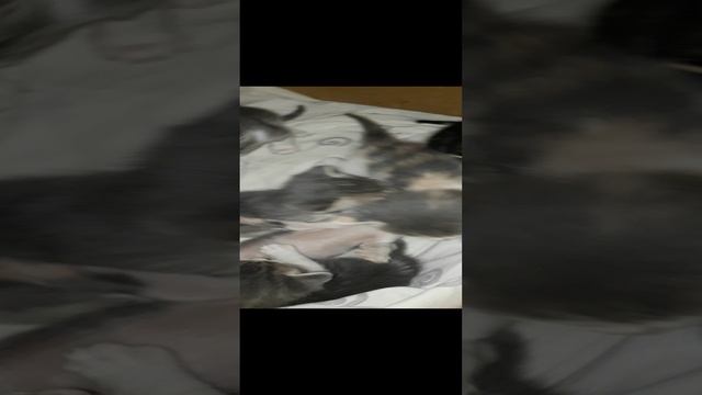 Котята играют