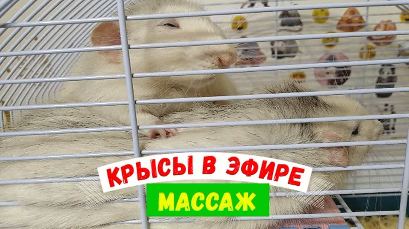 КРЫСЫ В ЭФИРЕ | МАССАЖ