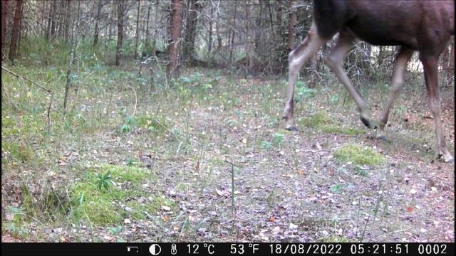 18 августа лось в лесу есть.mp4
