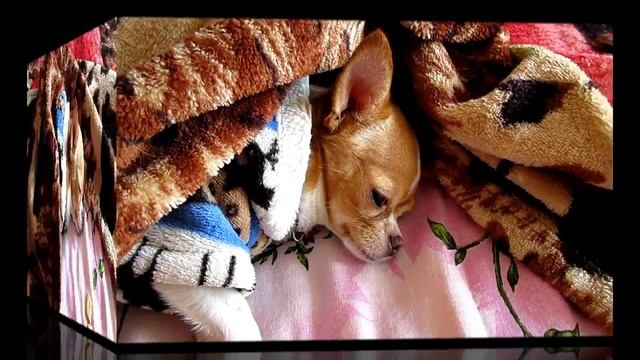 Мини чихуахуа после годовой прививки приболелаMini Chihuahua after an annual vaccination is unwell