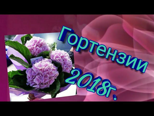 Гортензии 2018