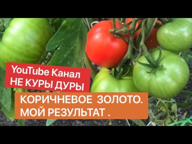 Куриный помет как удобрение. Мой результат.
