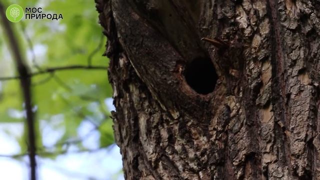 Виртуальная экскурсия в Серебряный бор