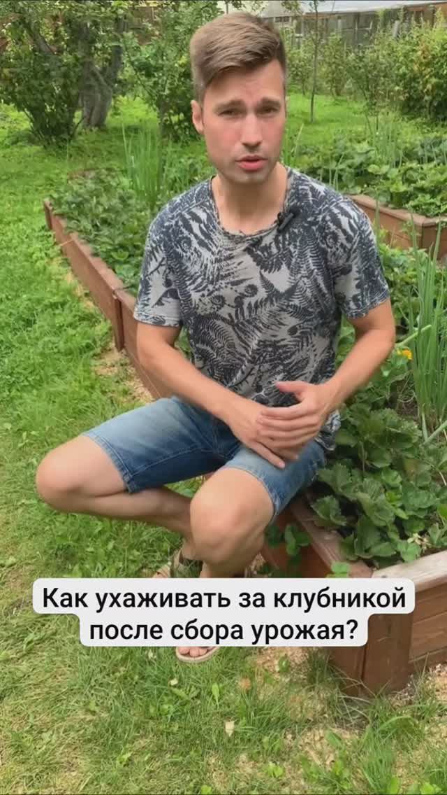 Как ухаживать за клубникой после сбора урожая? Ответ – в видео.