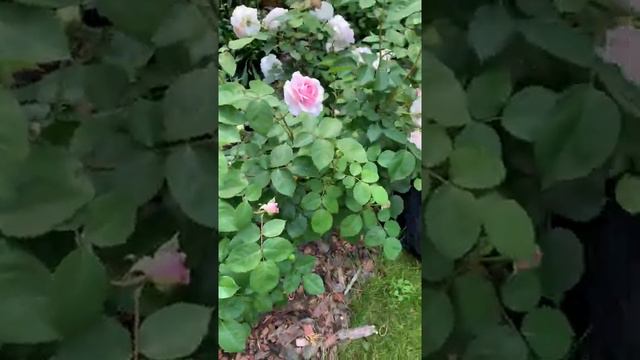 Роза ОЛИВИЯ РОУЗ Дэвида Остина I Olivia rose David Austin, Winchester Cathidral