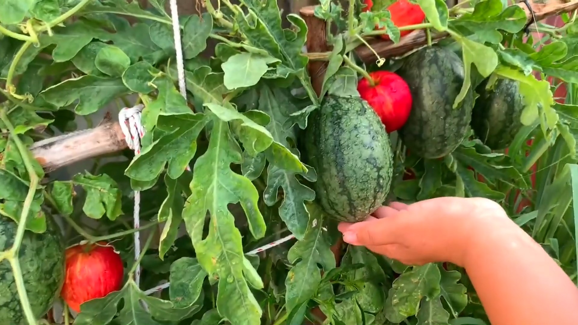 Арбузные яблоки.