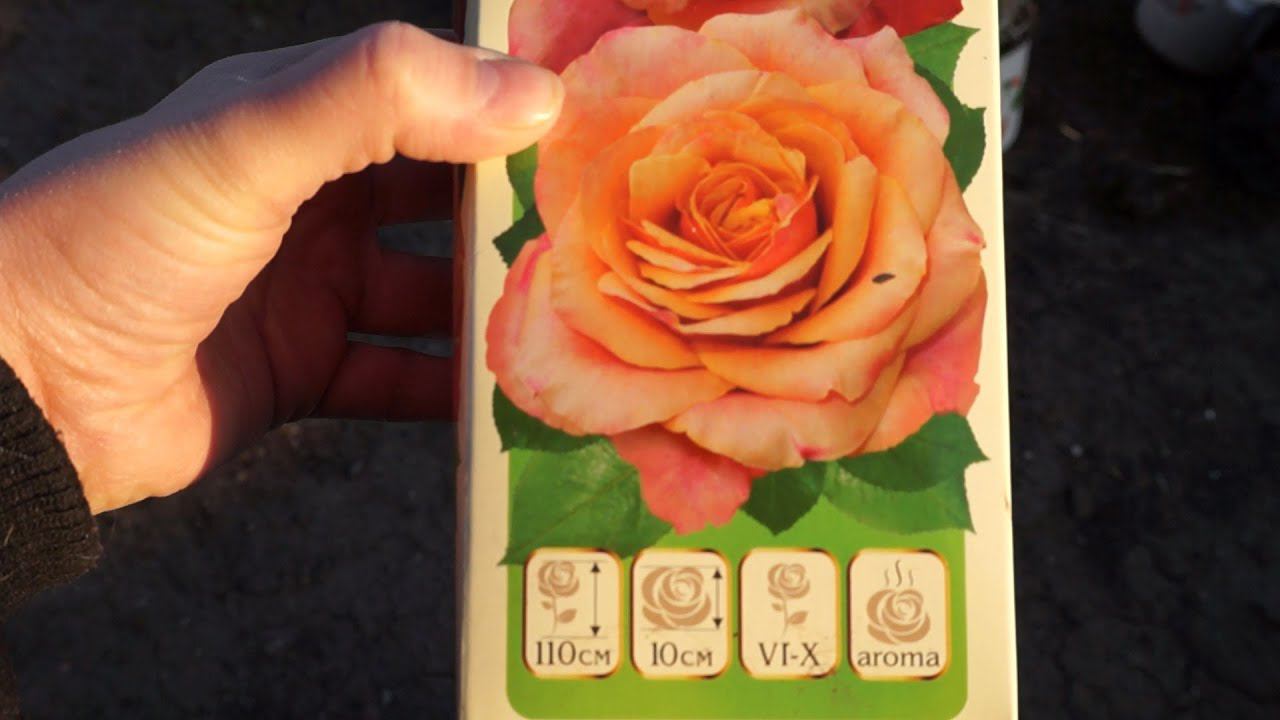 Обзор саженцев Семена Алтая 2019 - Часть 2 - Сажаем розы в Сибири